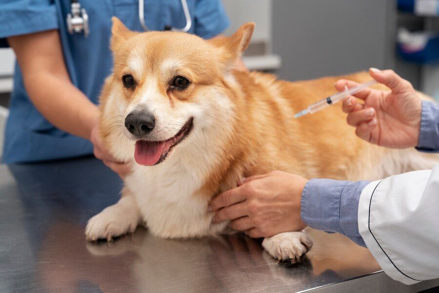 Canine Influenza: How Does the Virus Spread Fast in Dogs?